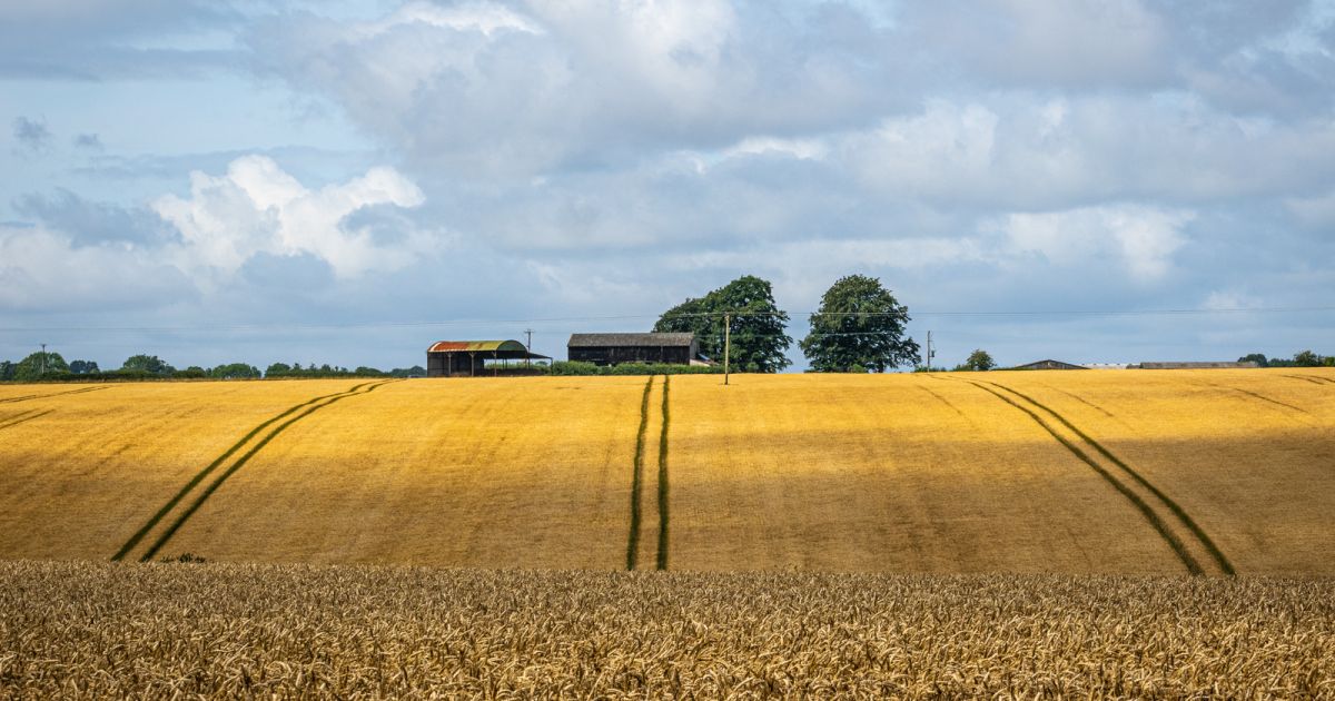 Denmead - Hambledon Circular - Ramblers